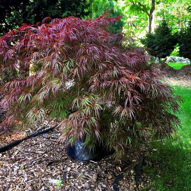 21 Gorgeous Maple Tree Varieties Perfect for Container Gardening