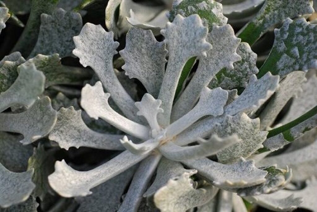 19 Stunning Senecio Varieties to Brighten Gardens