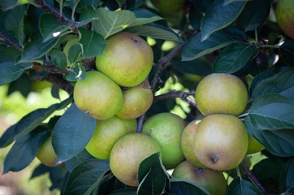 31 Delicious Green Apple Varieties to Taste This Season