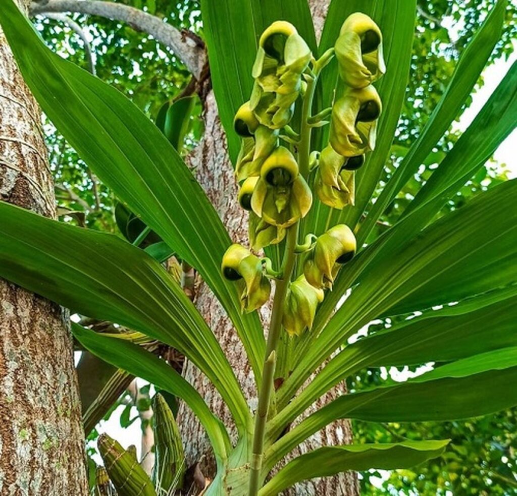 6 Mesmerizing Flowers That Look Like Skulls to Discover Today