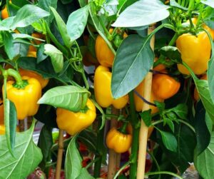21 Vibrant Bell Pepper Varieties to Grow in Your Garden