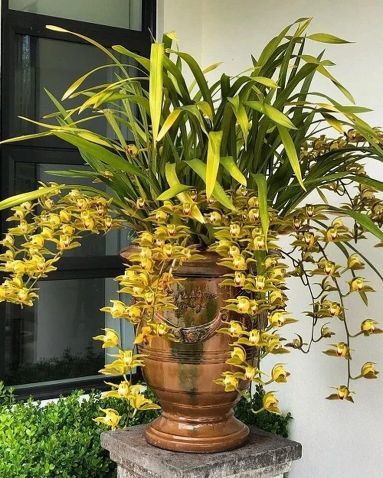 22 Stunning Plants with Sword Shaped Leaves to Freshen Your Space