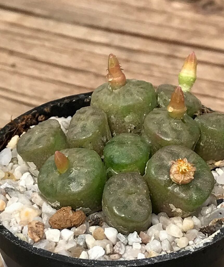 94 Perfect Types of Conophytum Varieties for Plant Lovers