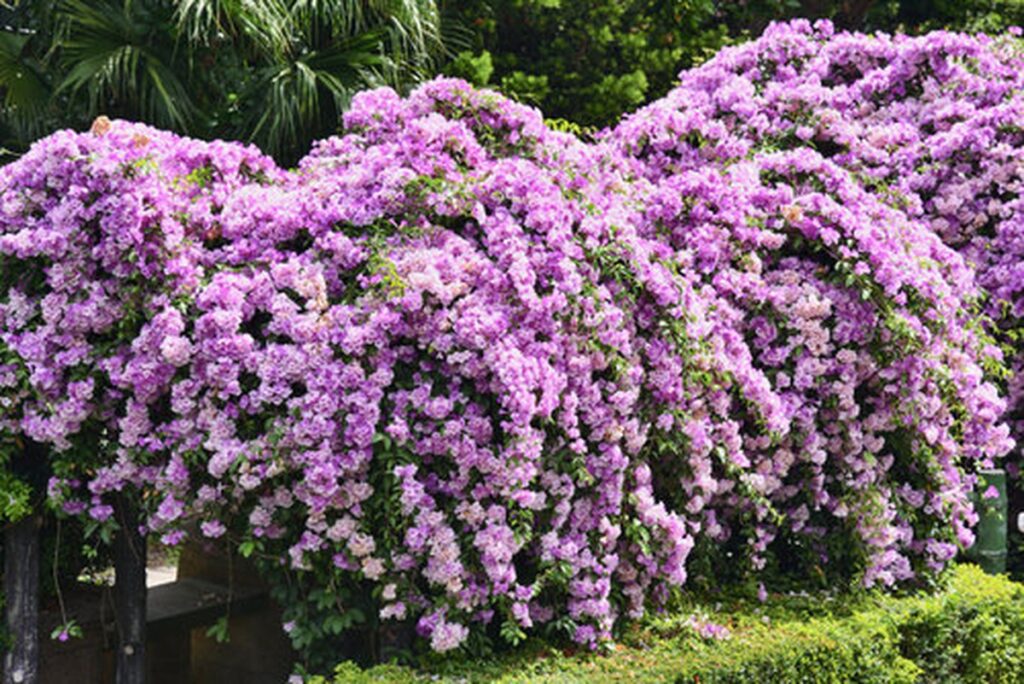 47 Most Fragrant Flowers That Fill Gardens With Sweet Scents