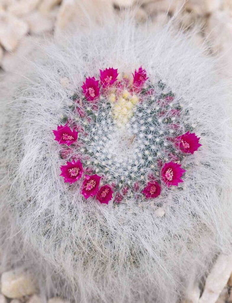 24 Quirky Plants With Bizarre Names That'll Make You Smile