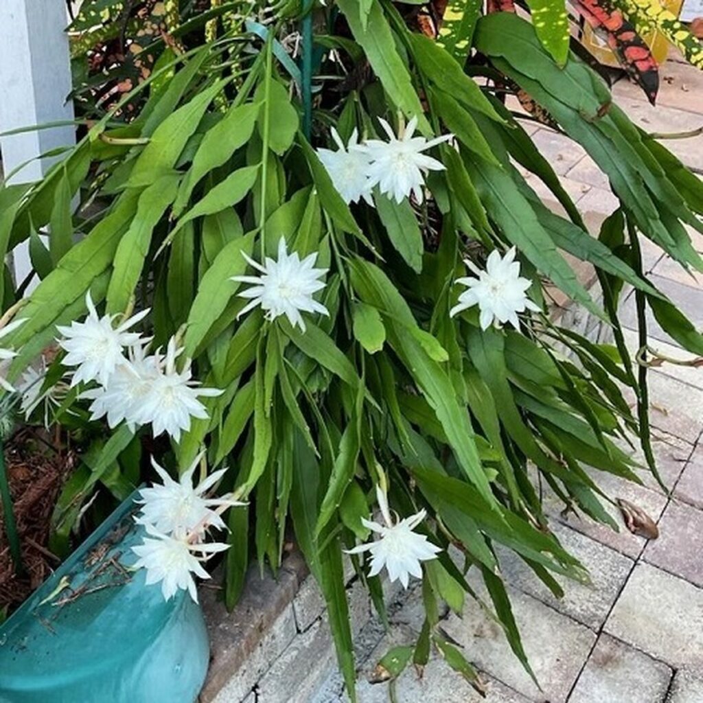 18 Enchanting Night-Blooming Flowers That Light Up the Dark