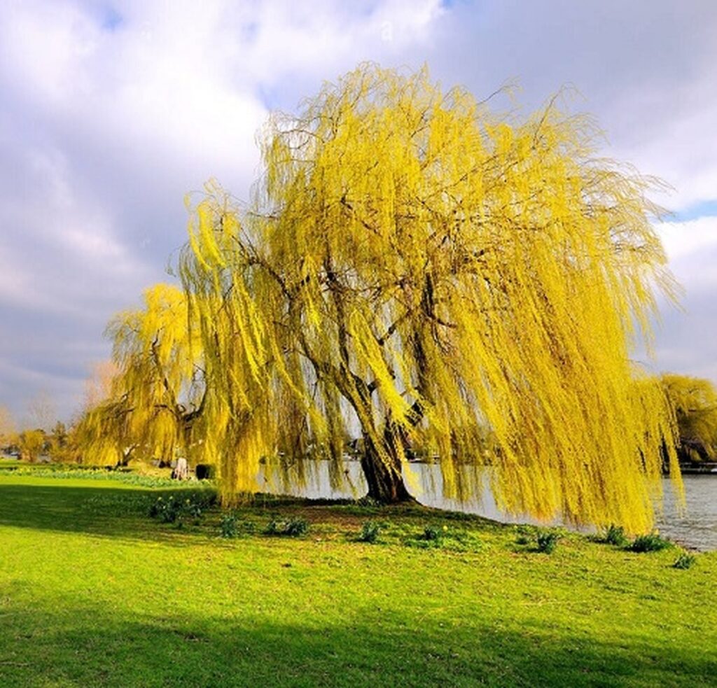 12 Stunning Types of Pussy Willow Every Garden Deserves