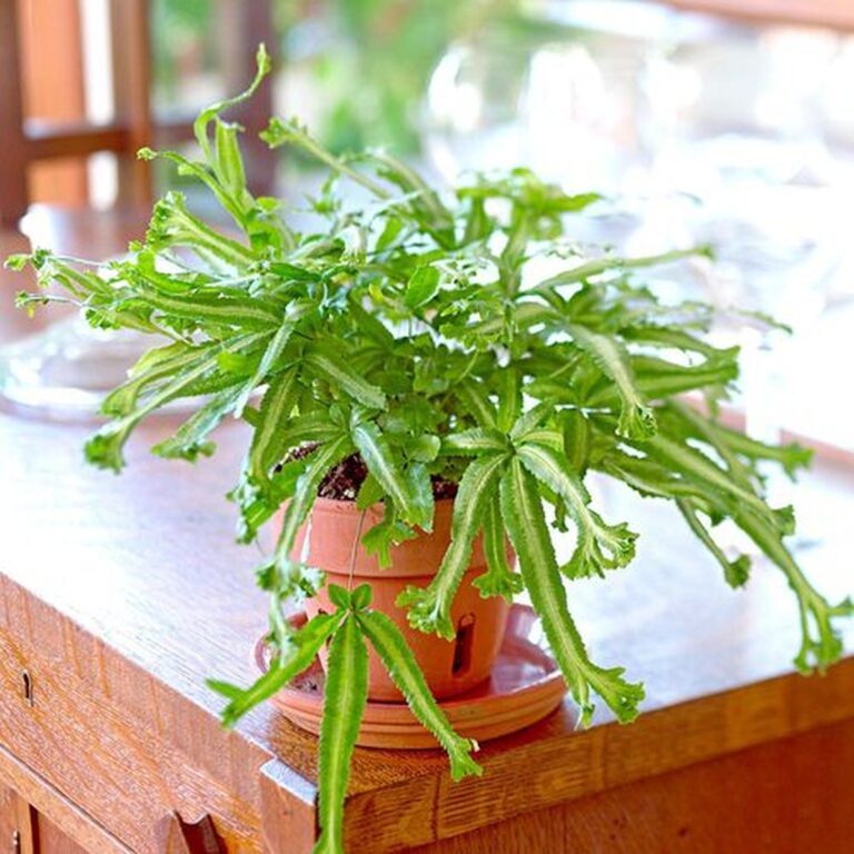 47 Most Beautiful Ferns To Grow That Thrive In Containers