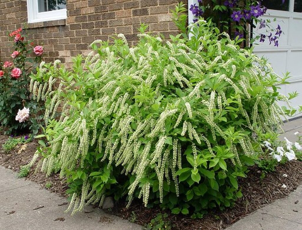 46 Gorgeous Shrubs for Shade That Thrive in Dim Corners
