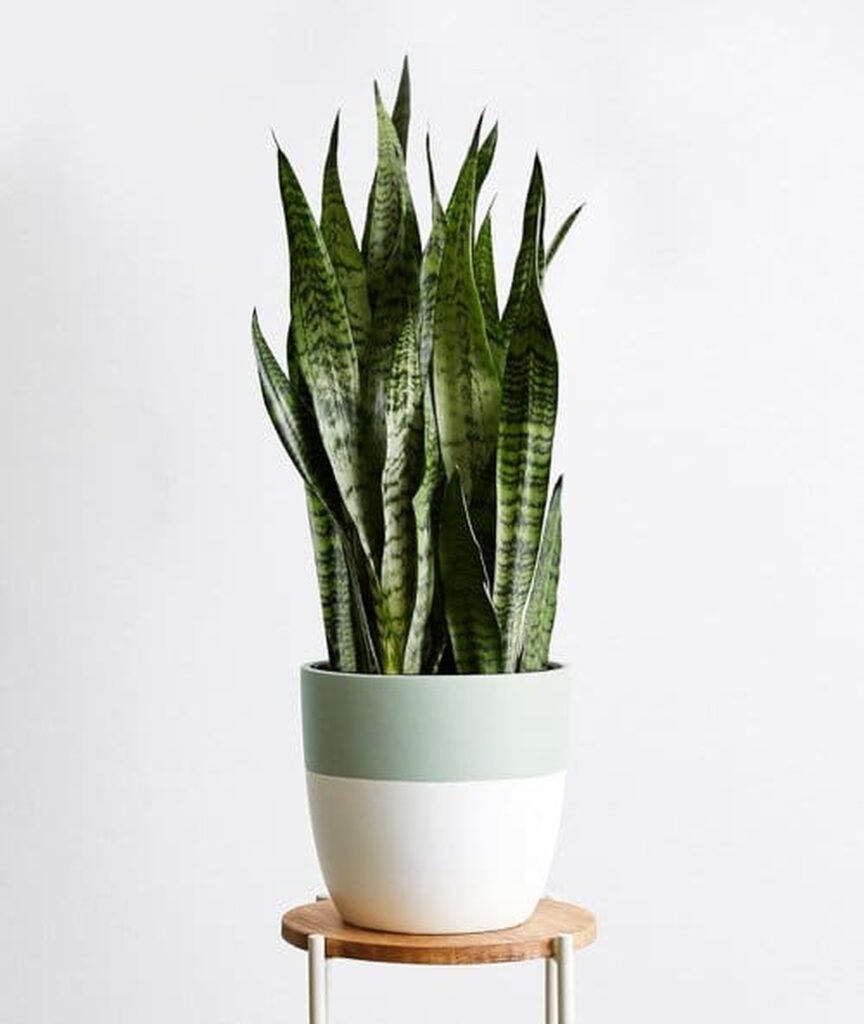 17 Amazing Lucky Plants and Flowers for Fortune That Dazzle