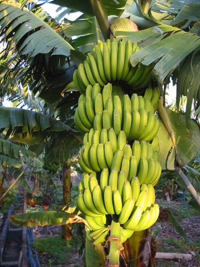17 Amazing Banana Types to Discover: Different Varieties Await!