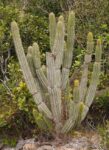 18 Amazing Types of Columnar Cactus Varieties for Your Garden