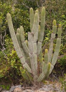 18 Amazing Types of Columnar Cactus Varieties for Your Garden