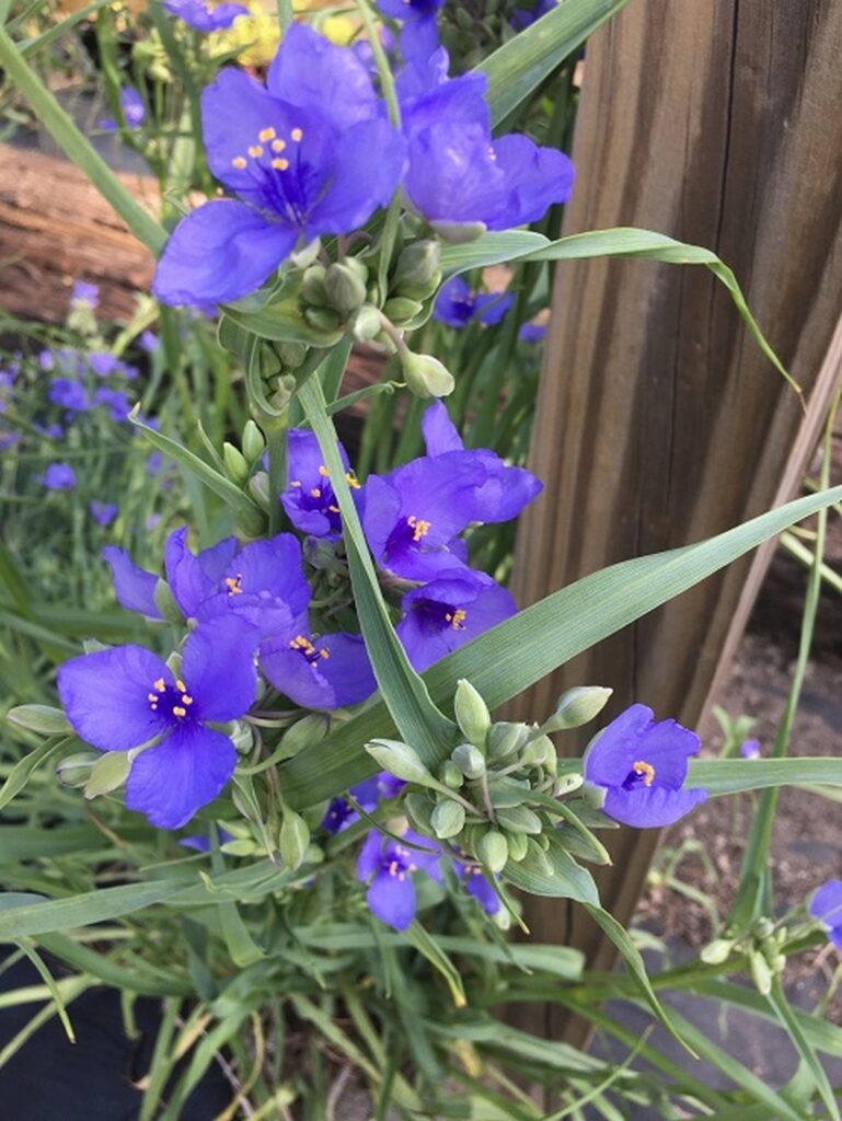 47 Beautiful Native Florida Flowers That Brighten Any Garden