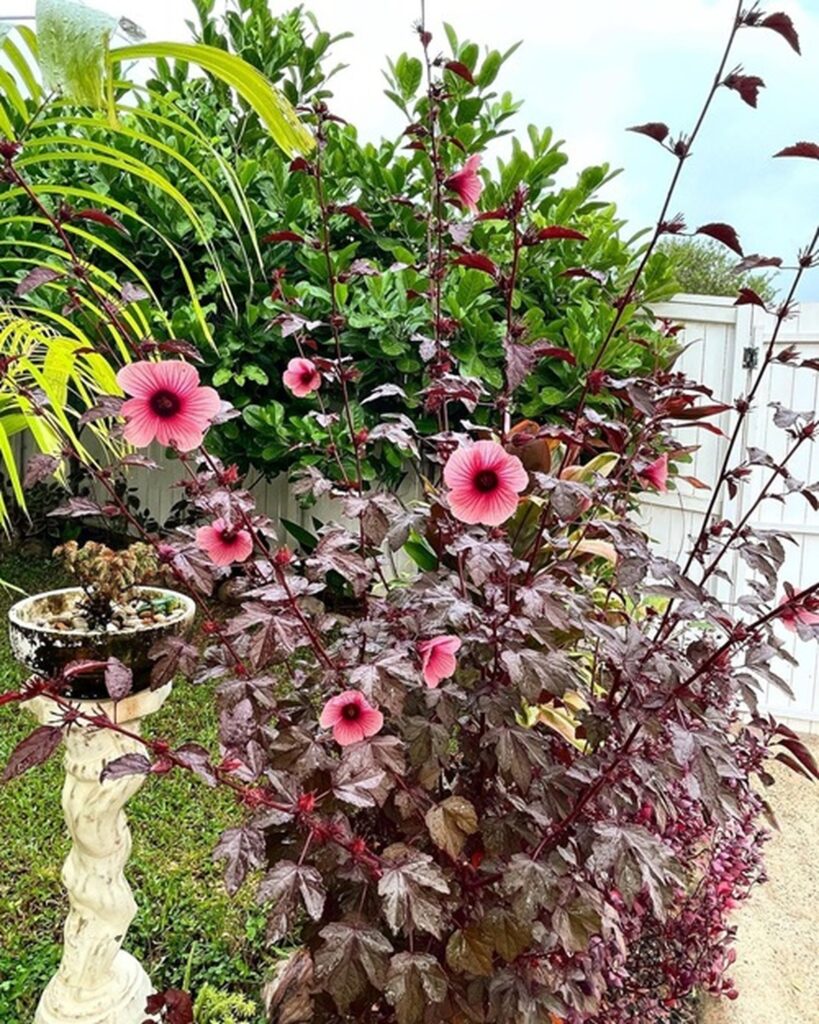 15 Exotic Trees With Red Leaves All Year for Your Garden