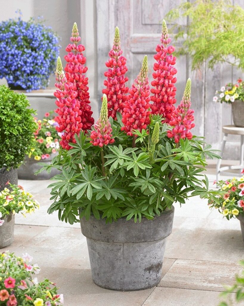 22 Beautiful Cone Shaped Flowers That Brighten Any Garden