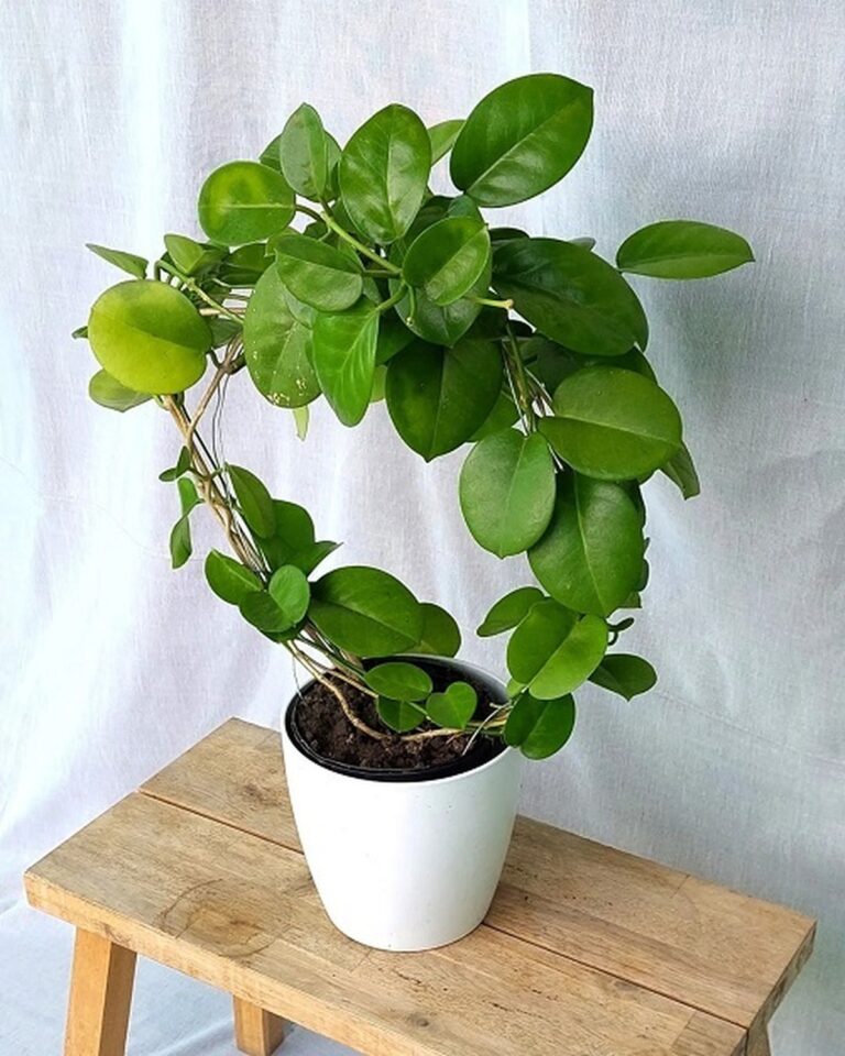 14 Charming Small Leaf Hoya Varieties That Steal Hearts