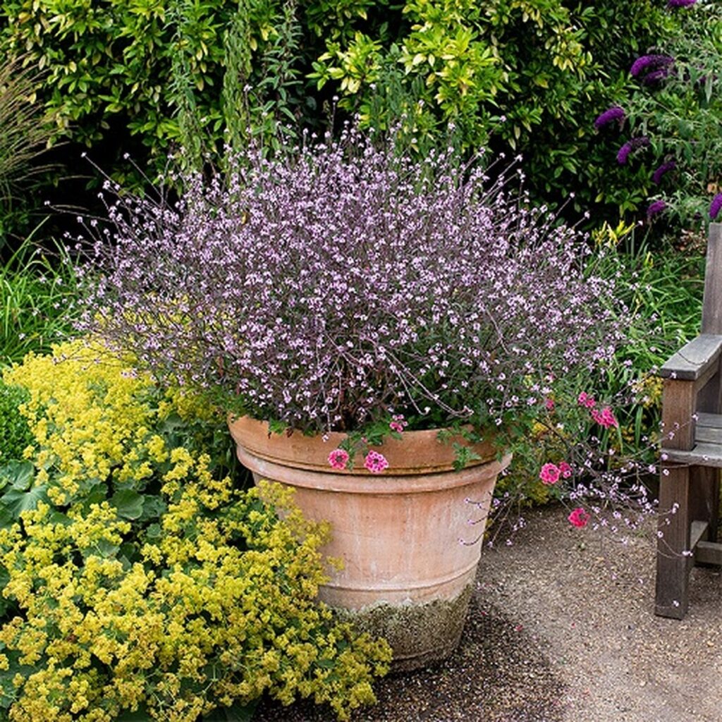50 Amazing Drought Tolerant Plants That Thrive In Dry Conditions