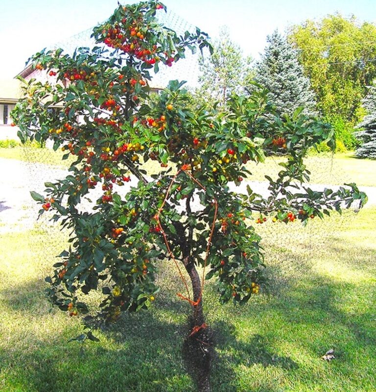 23 Stunning Trees with Red Berries for a Vibrant Garden