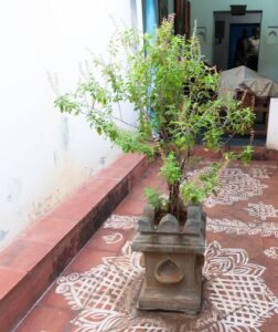 8 Beautiful Religious Houseplants to Bring Peace Home