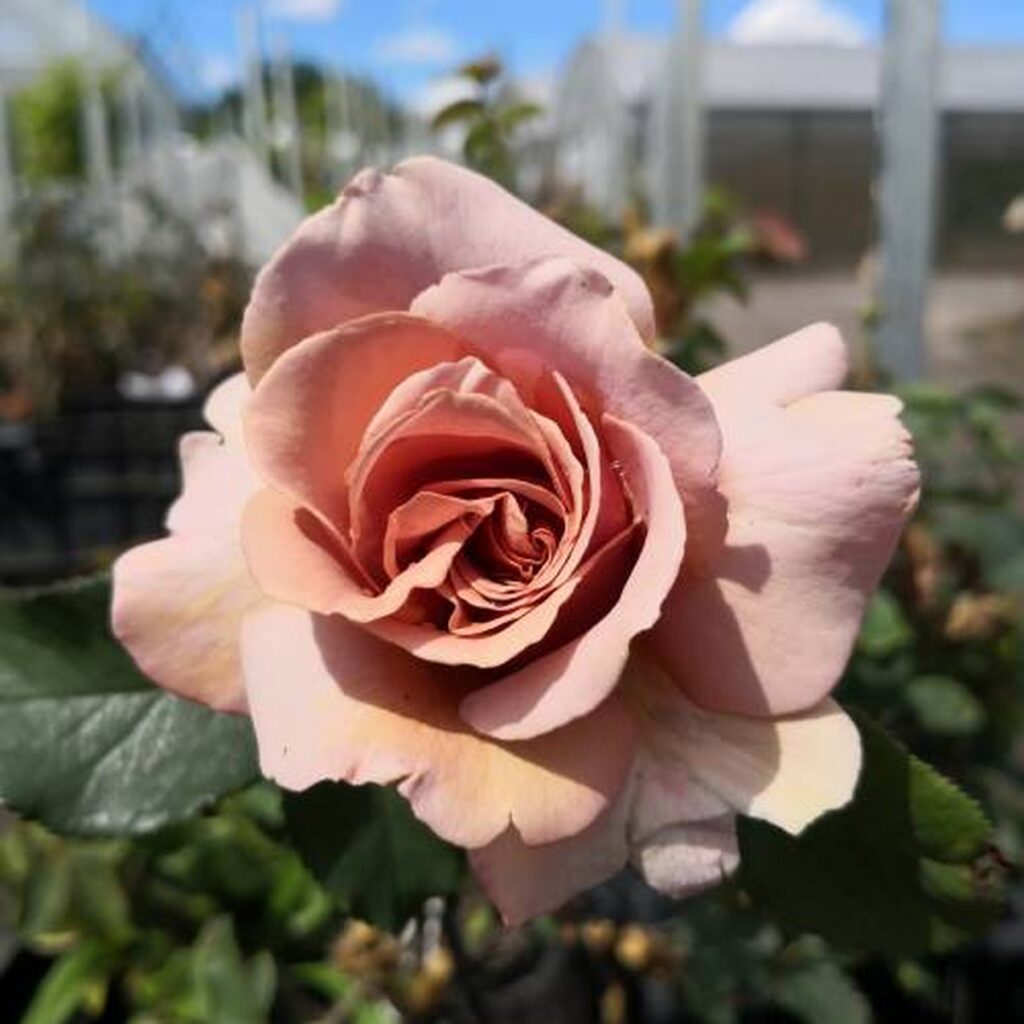 7 Beautiful Brown Roses That Will Take Your Breath Away