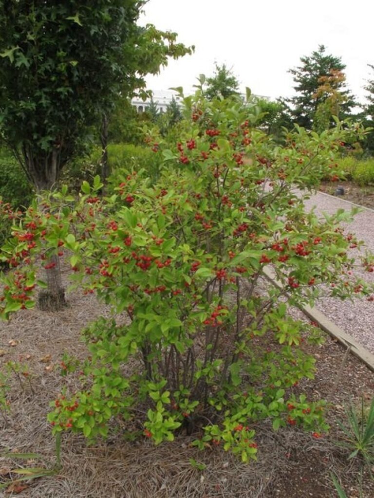 31 Stunning Colorful Hedge Plants for a Vibrant Garden Border