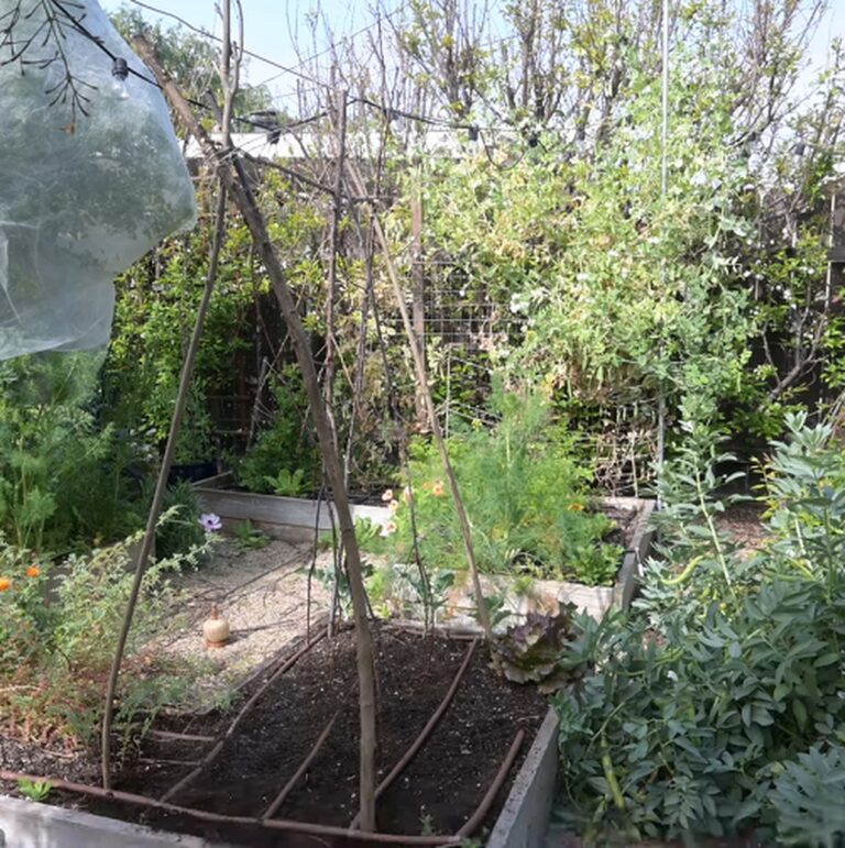 26 Simple and Creative DIY Bean Trellis Ideas for Your Garden