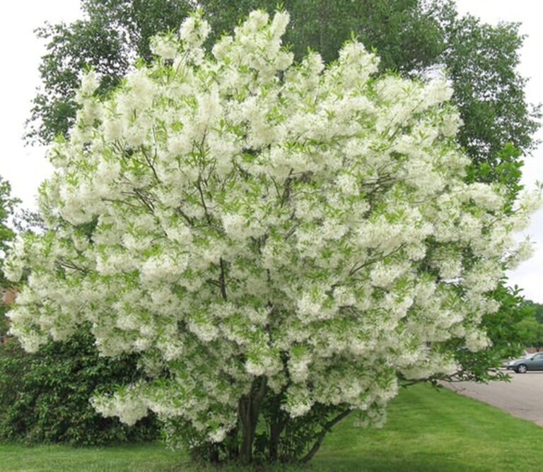 62 Stunning Native Florida Plants and Trees to Beautify Your Space