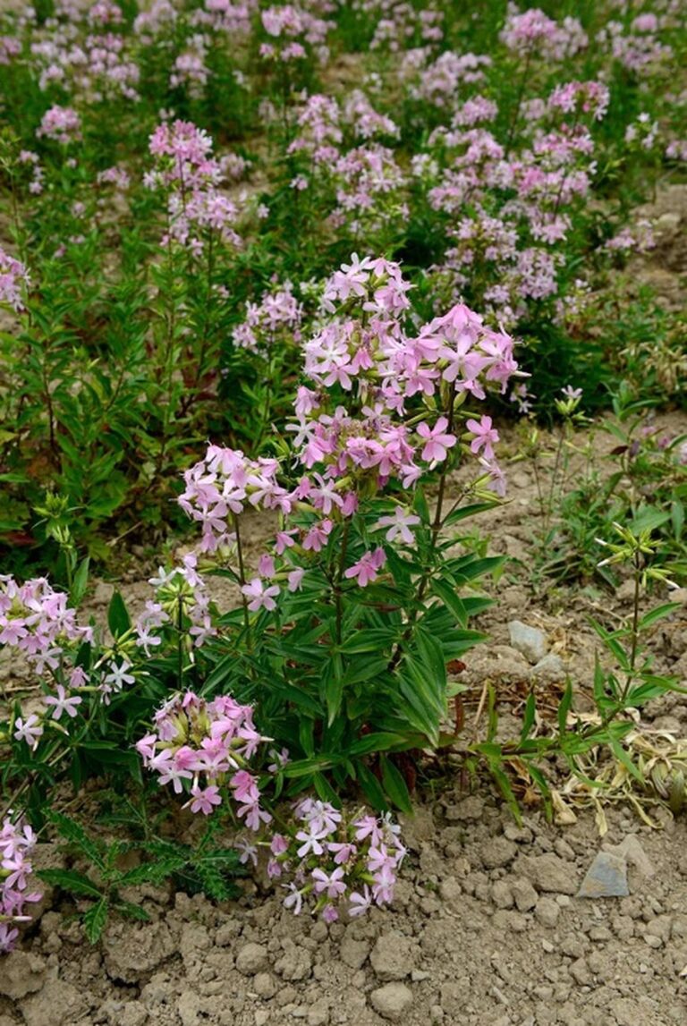 31 Amazing Small Flowers That Will Brighten Your Garden