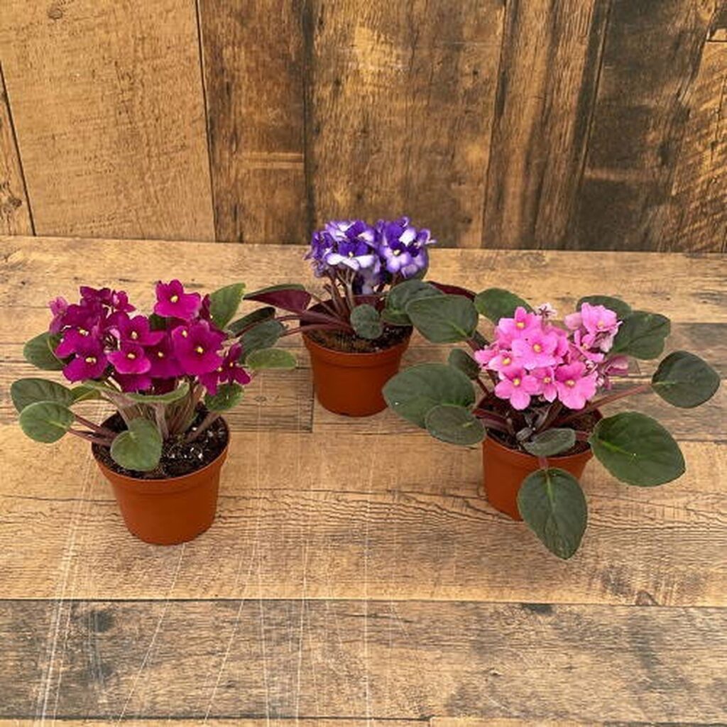 29 Charming African Violets Display Ideas for Your Home