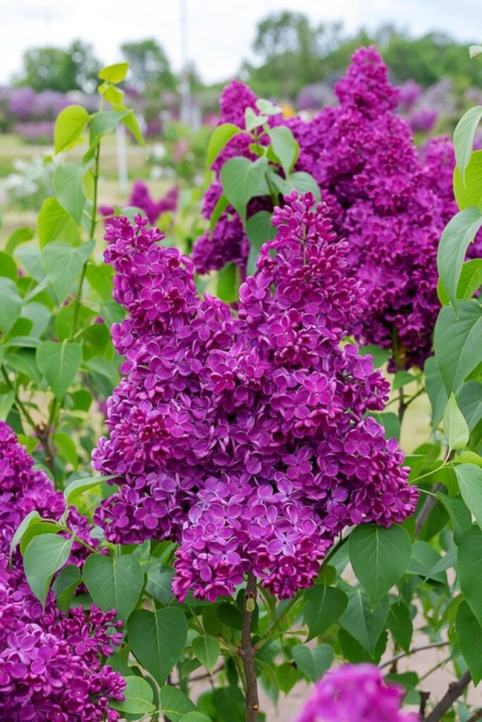 23 Enchanting Purple Flowers That Smell Heavenly