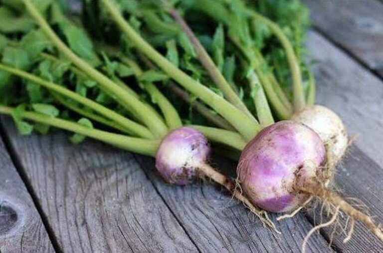 23 Delicious Types of Turnips: Best Varieties for Your Garden