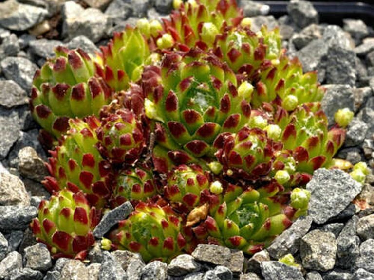32 Amazing Types of Hens and Chicks Varieties to Discover