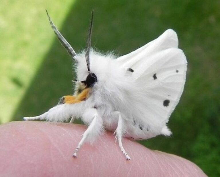 8 Stunning Fluffy Moths to Discover in Your Garden