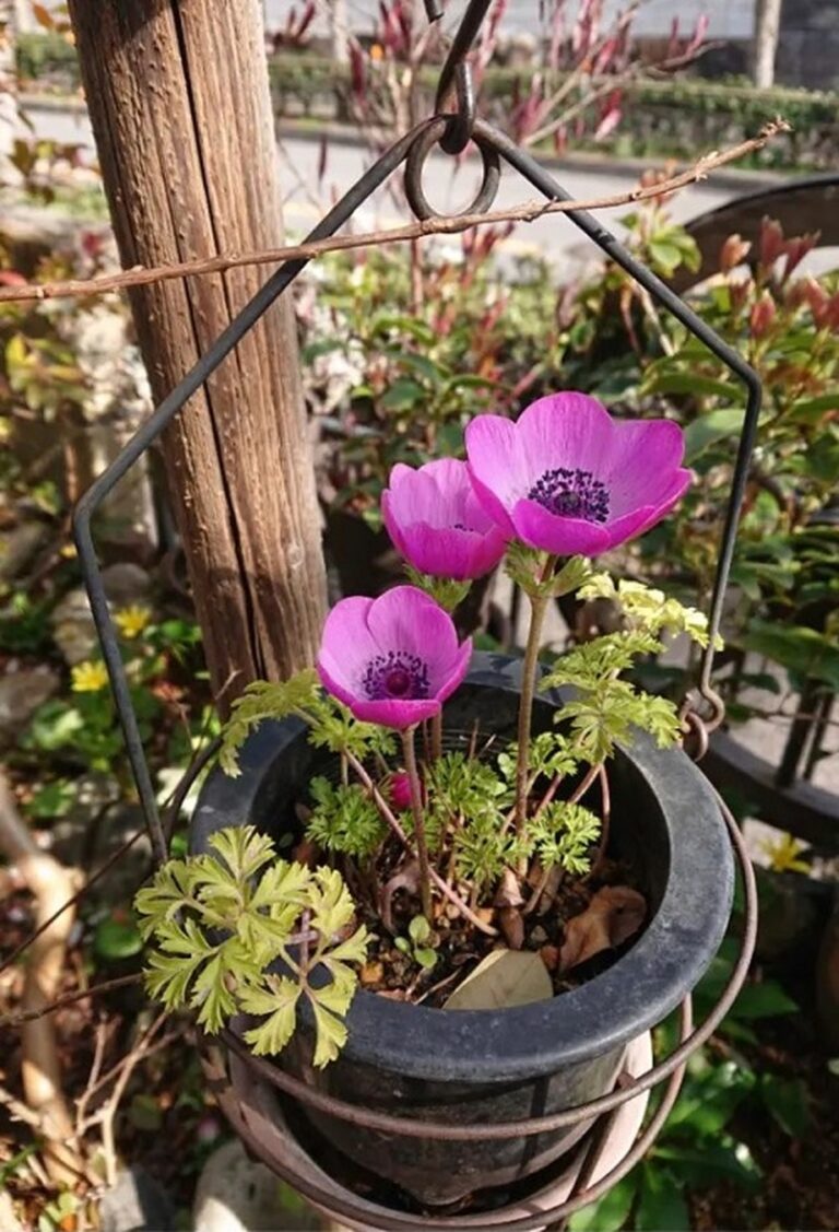 17 Amazing Cup Shaped Flowers for Your Dream Garden