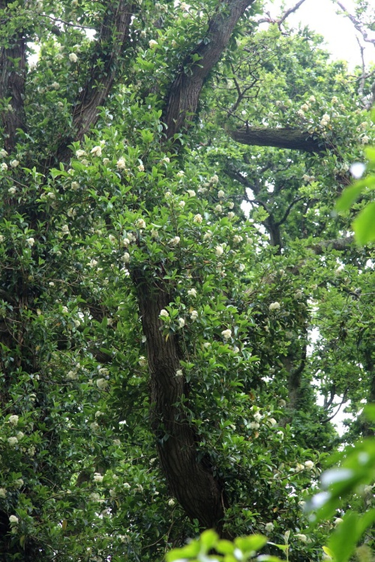 10 Amazing Clinging Vines That Climb on Anything Naturally