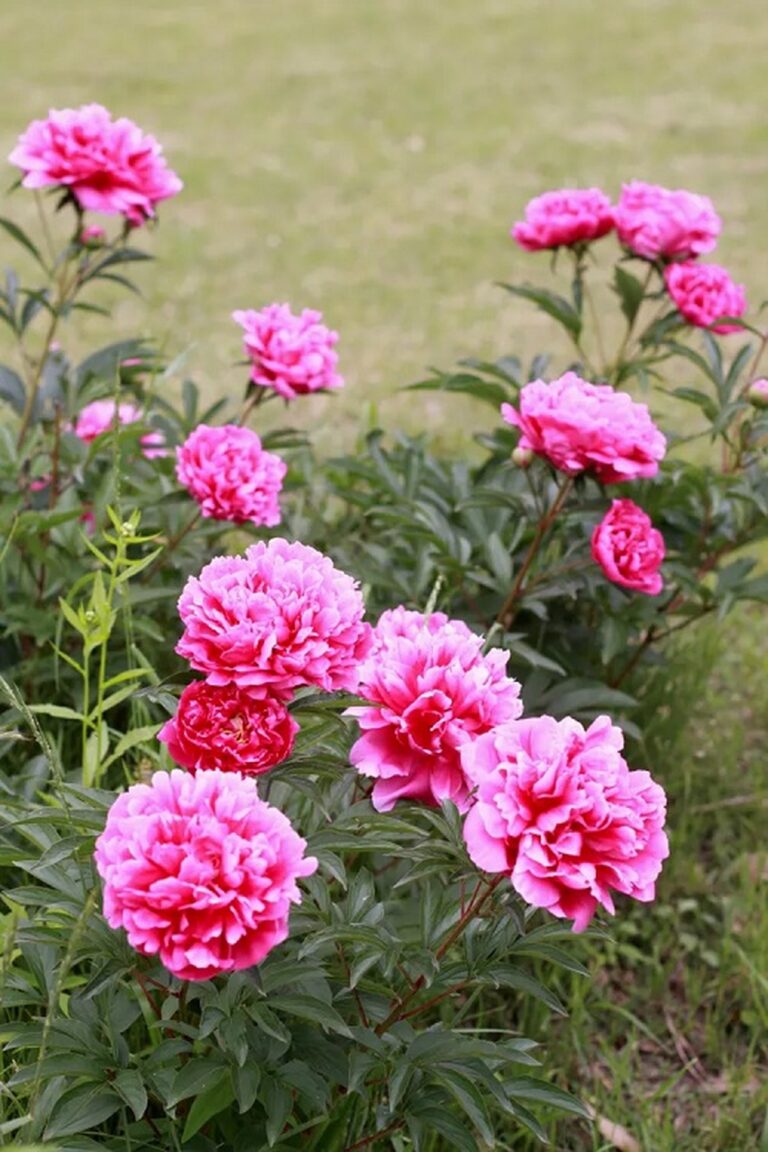 30 Stunning Rabbit Resistant Perennials for Worry-Free Gardens