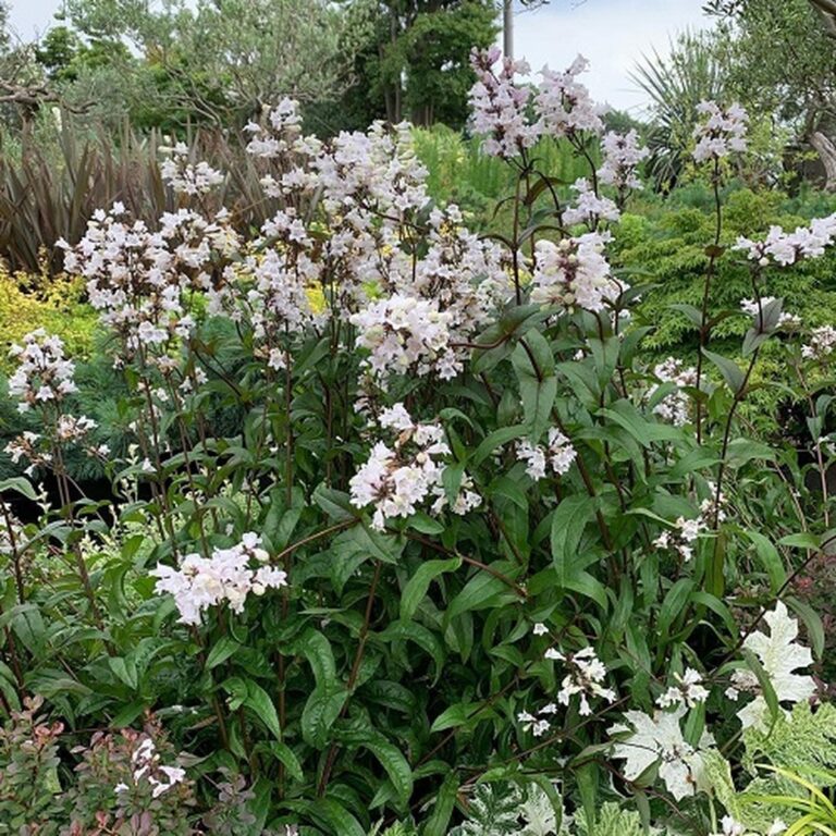 48 Stunning Maryland Native Plants List for Your Garden Dream