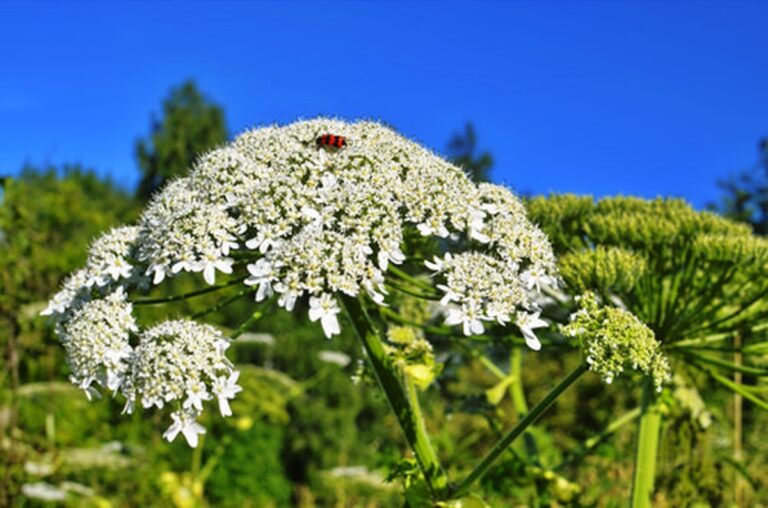 26 Fascinating Milky Sap Plants Every Garden Lover Should Know