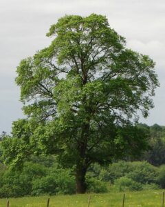 21 Beautiful Types of Elm Trees: Your Simple Identification Guide