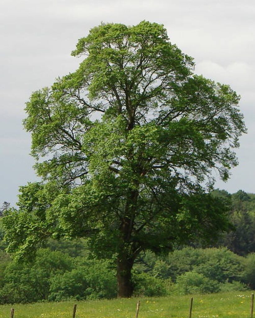 21 Beautiful Types of Elm Trees: Your Simple Identification Guide