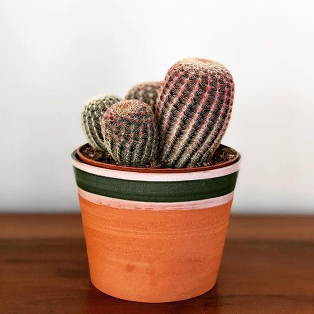 28 Stunning Rare Cactus Plants to Transform Your Home Garden