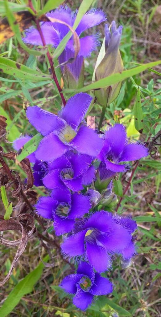 16 Stunning 4 Petal Flowers That'll Brighten Your Garden
