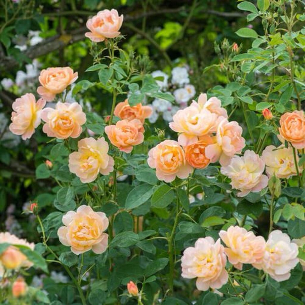 26 Beautiful Shade Tolerant Roses for Your Garden Hideaway