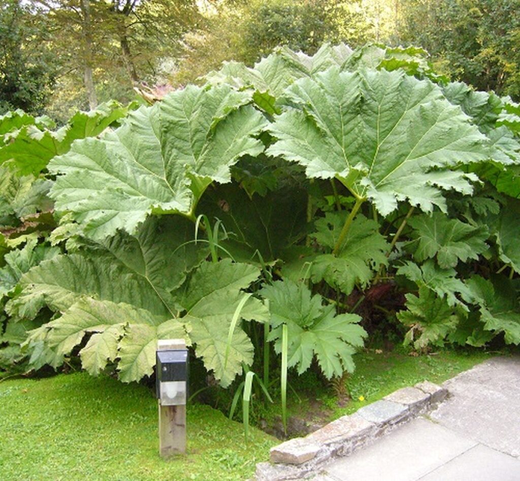 Take A Look About Plants That Resemble Rhubarb