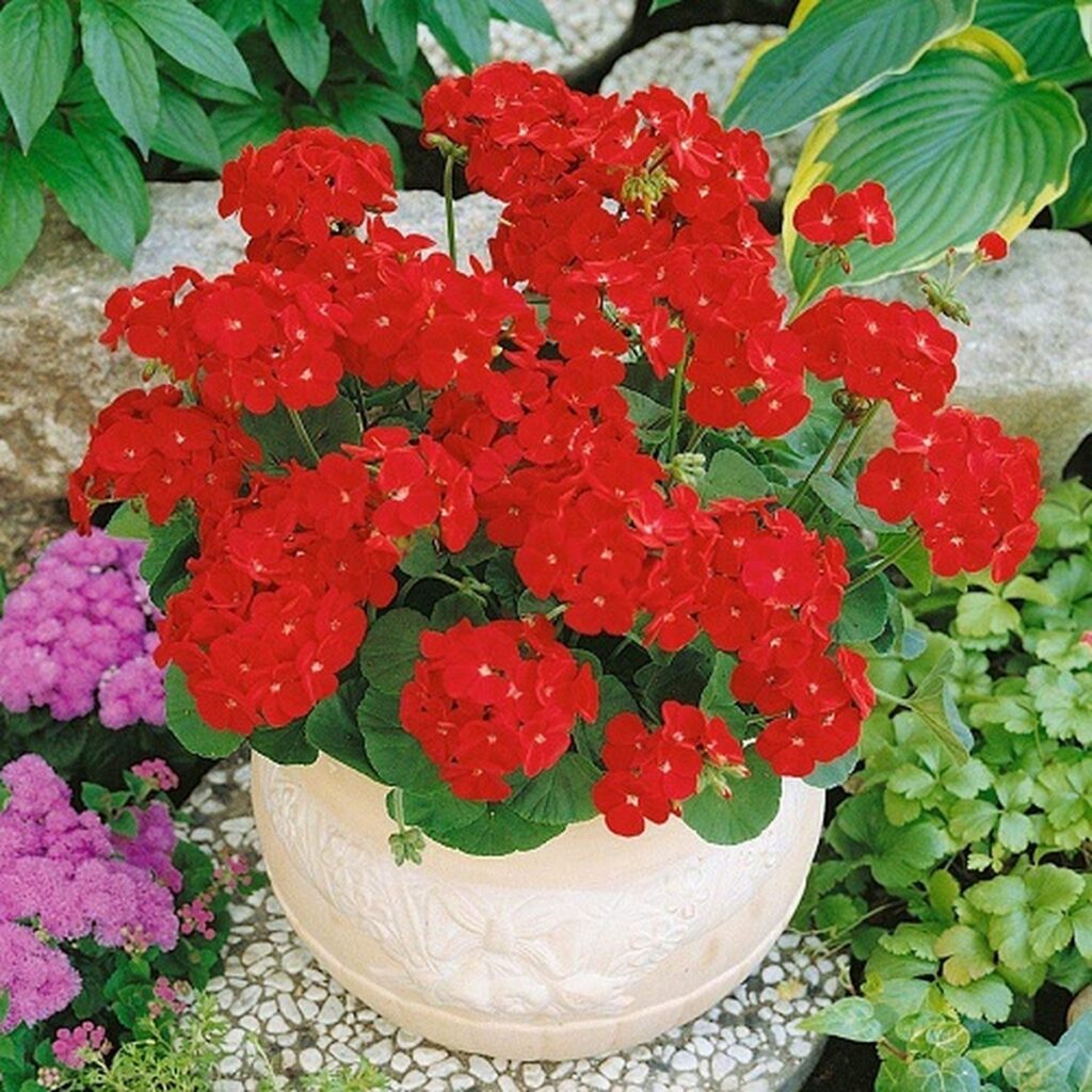 50 Beautiful Types of Cut Flowers for a Cut Flower Garden