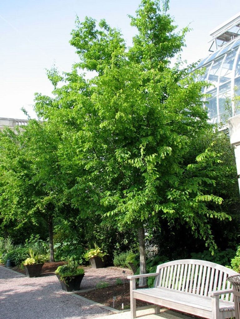 25 Enchanting Trees With Smooth Gray Bark That Stun Year-Round