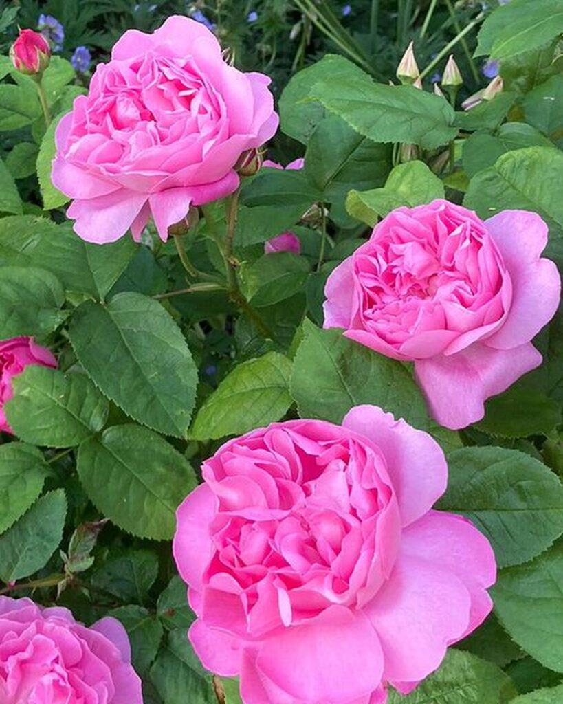 26 Beautiful Shade Tolerant Roses for Your Garden Hideaway