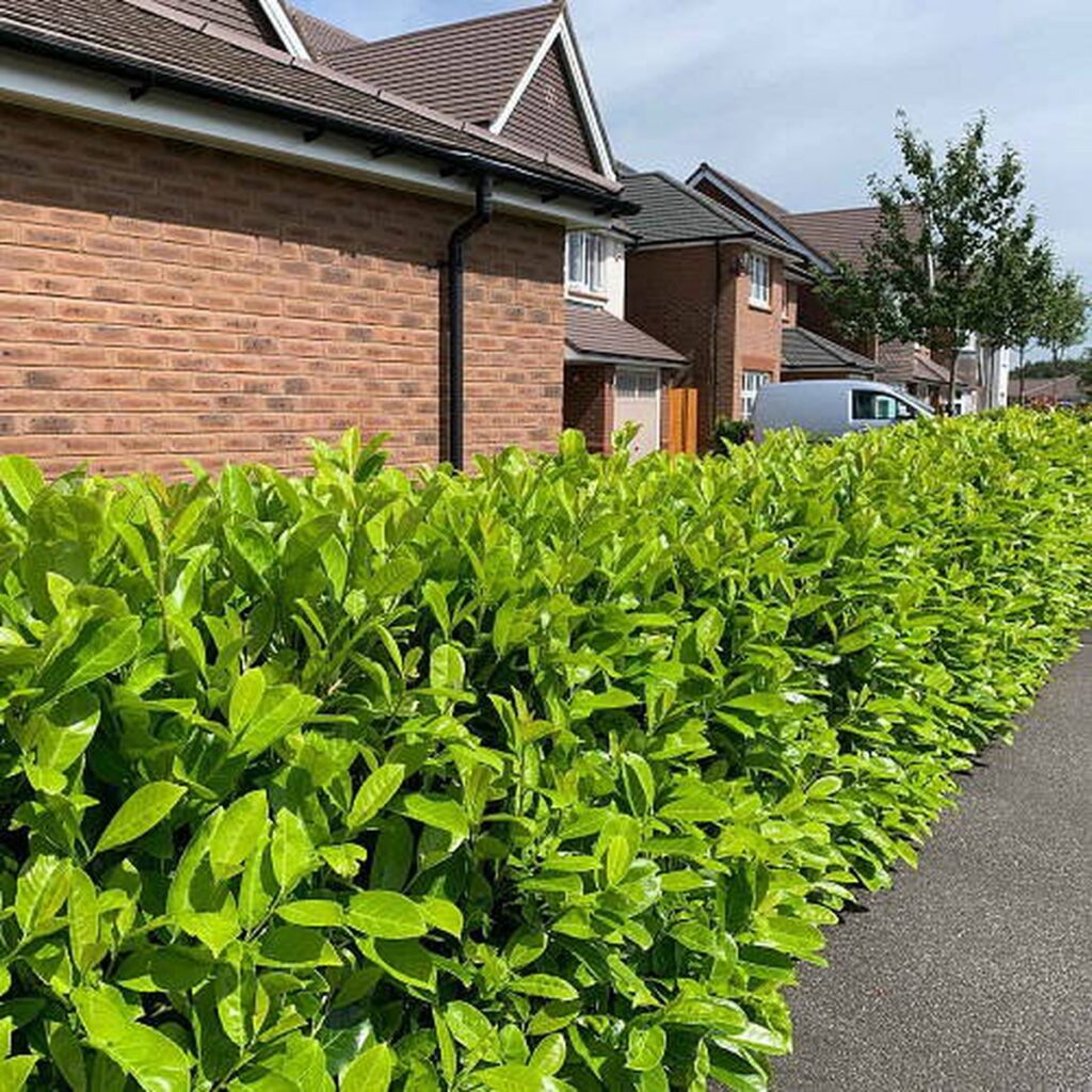 27 Speedy Privacy Shrubs That Transform Your Garden Fast