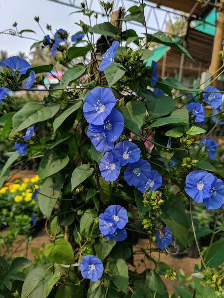 13 Beautiful Vines & Climbers With Blue Flowers That Amaze